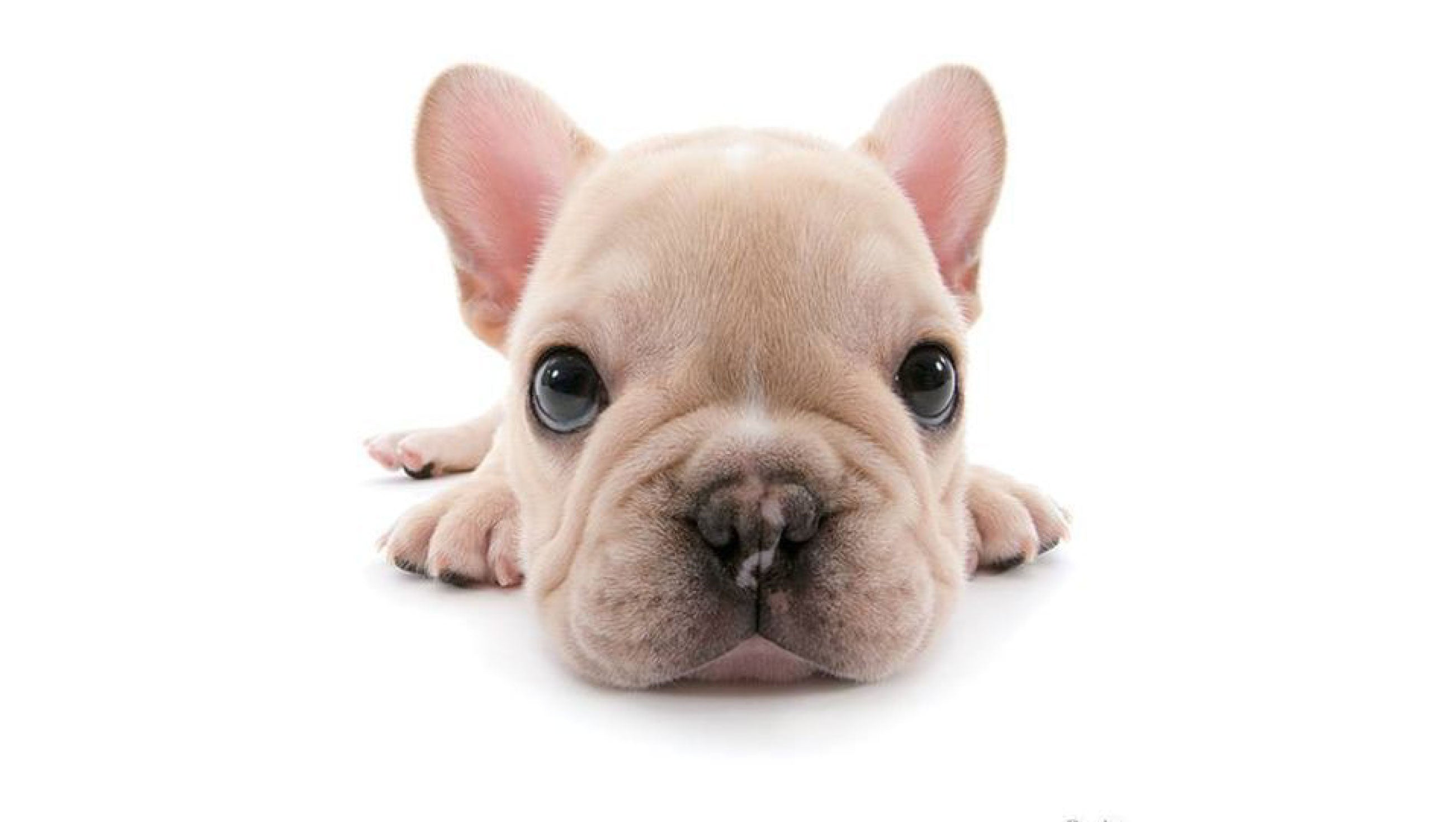 Small Dog Treats – Slobber Chops Dog Treats
