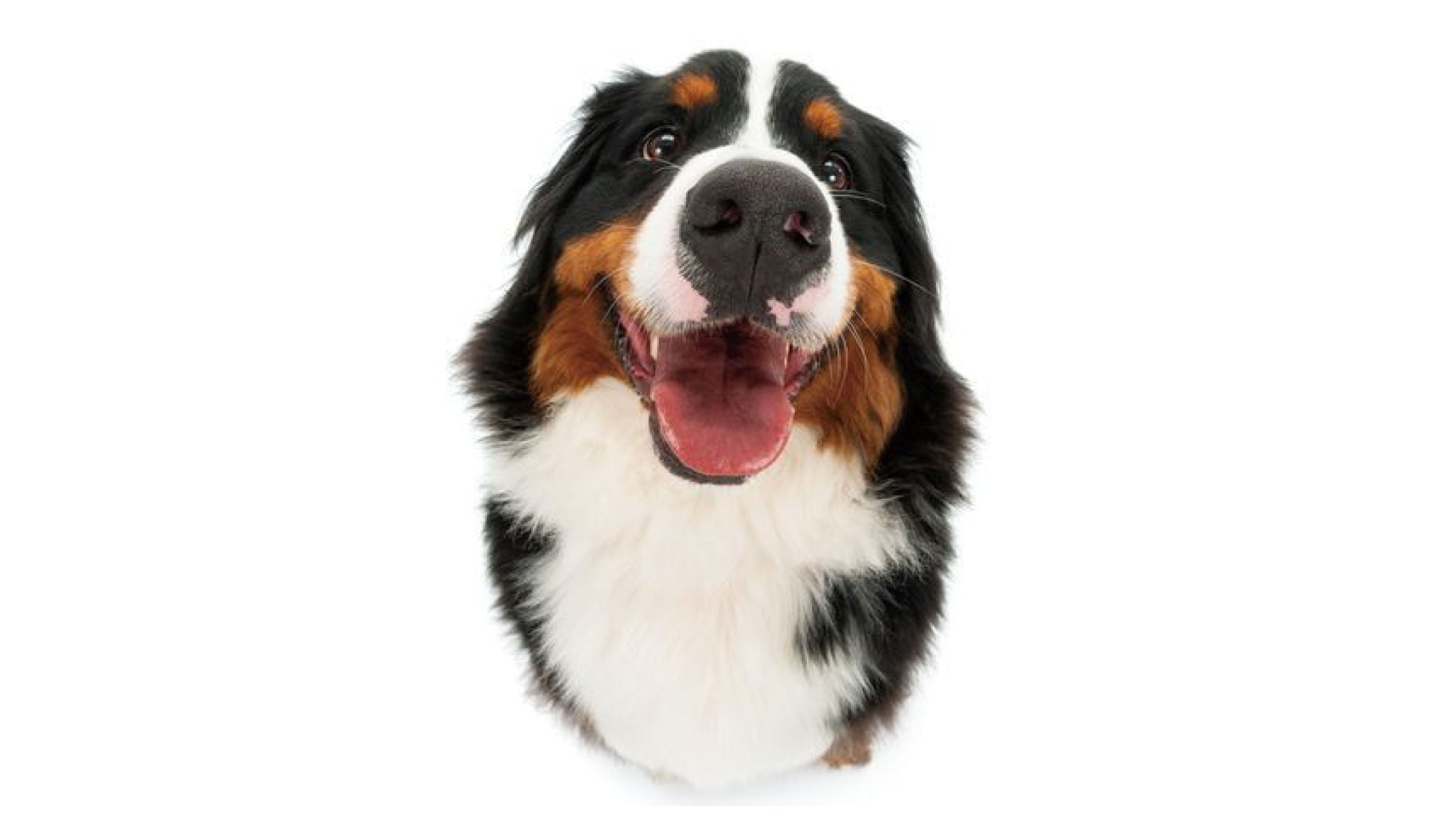 Large Dog Treats – Slobber Chops Dog Treats