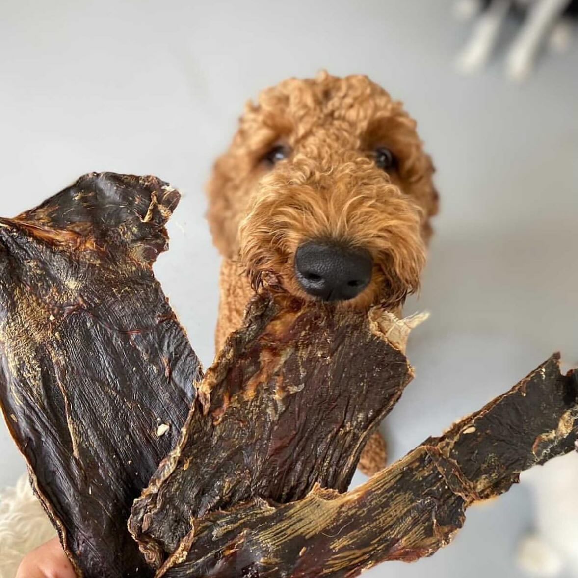 100% Healthy Australian Dog Treats –Slobber Chops Dog Treats