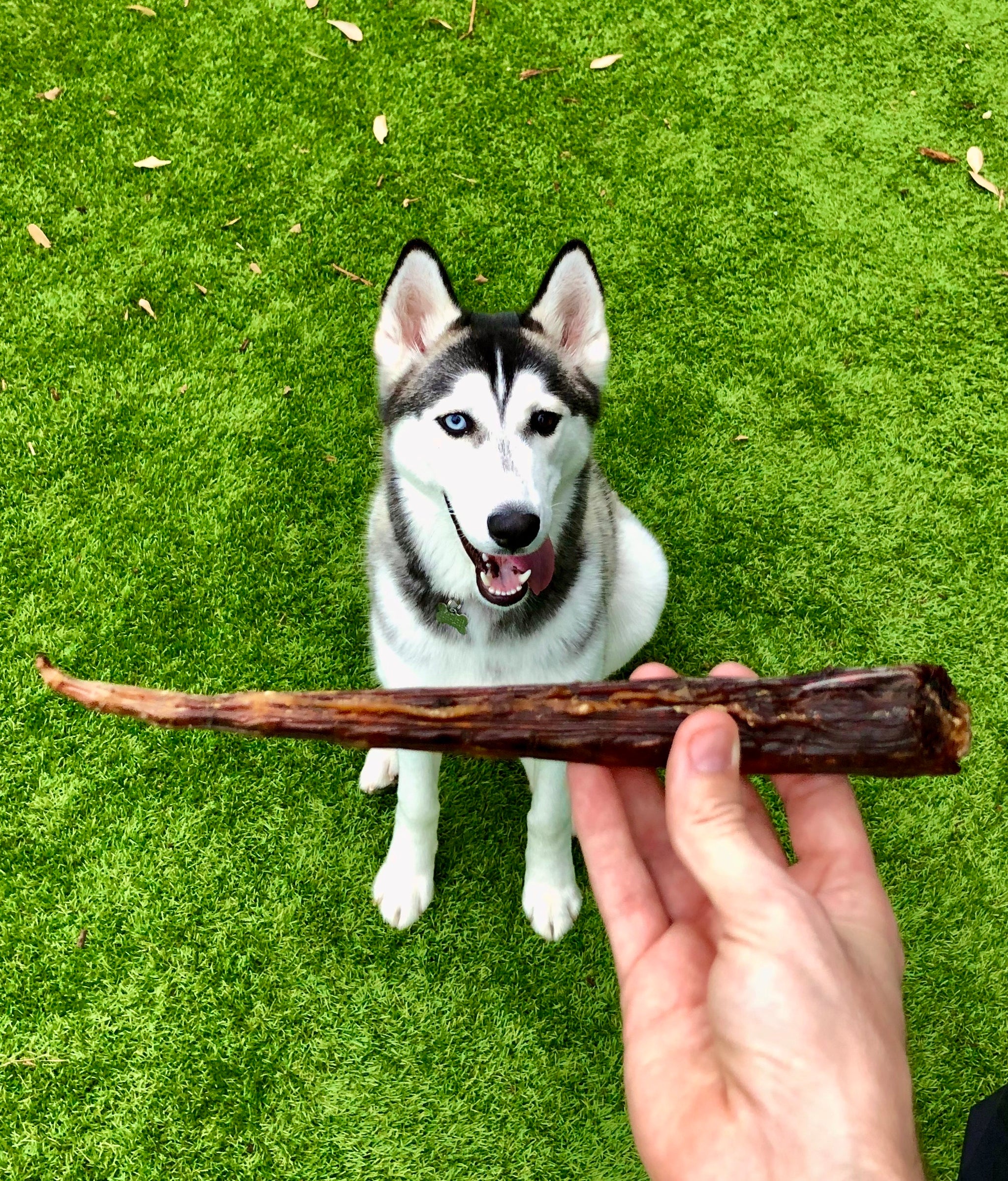 Kangaroo Tail Tips for Dogs | 100% Natural – Slobber Chops