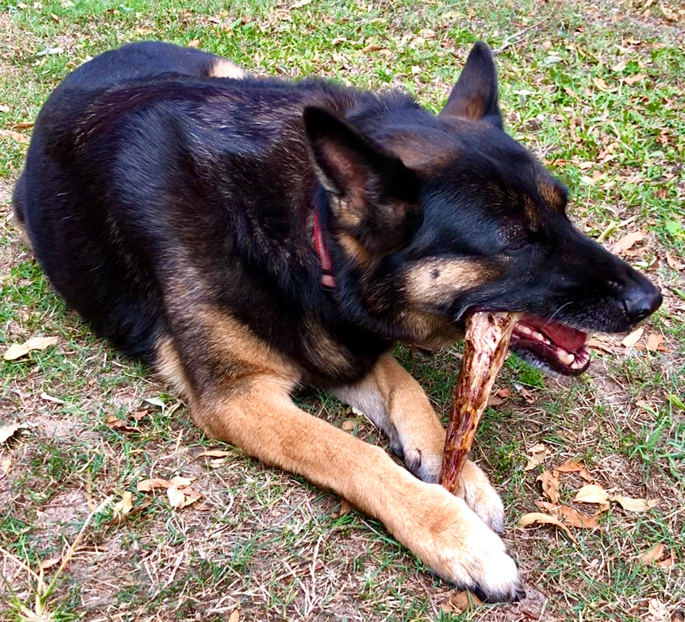 Kangaroo Tail Tips for Dogs | 100% Natural – Slobber Chops